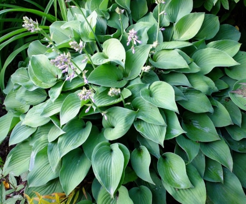 Хоста Hosta Blue cadet | Хости | Сад твоєї мрії.